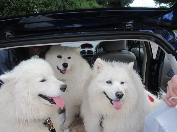 About us - Pause 4 Paws